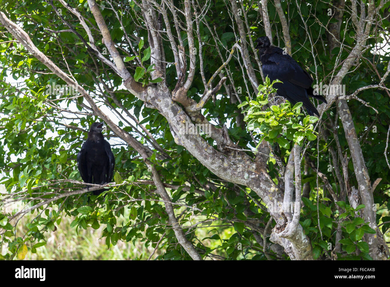 Ravens in the tree Stock Photo - Alamy