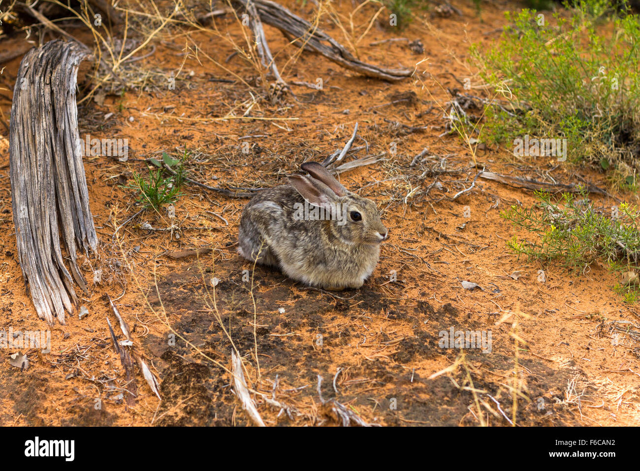 Jack rabbit desert hi-res stock photography and images - Alamy