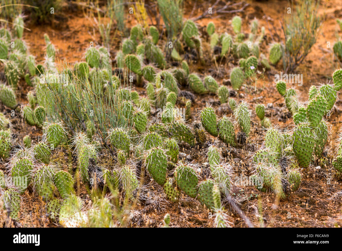 Cactus in the desert Stock Photo - Alamy