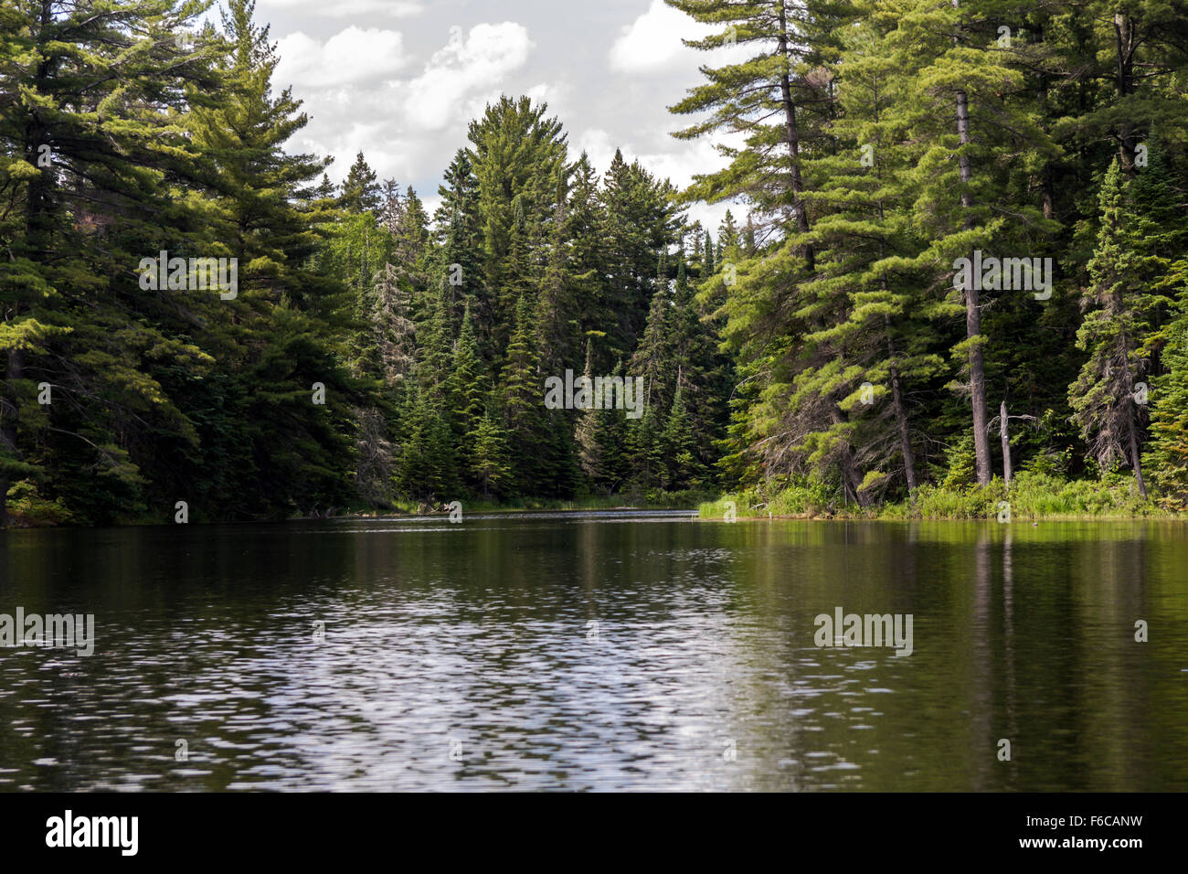 Algonquin Parc nature in Canada Stock Photo - Alamy