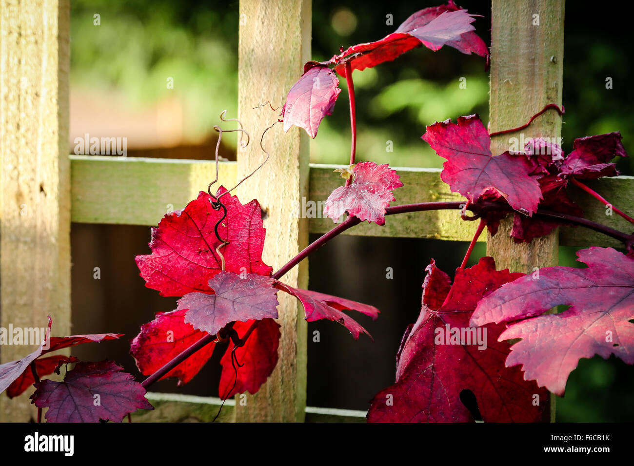 Dark red grape vine leaves growing on a trellis in winter season Stock ...