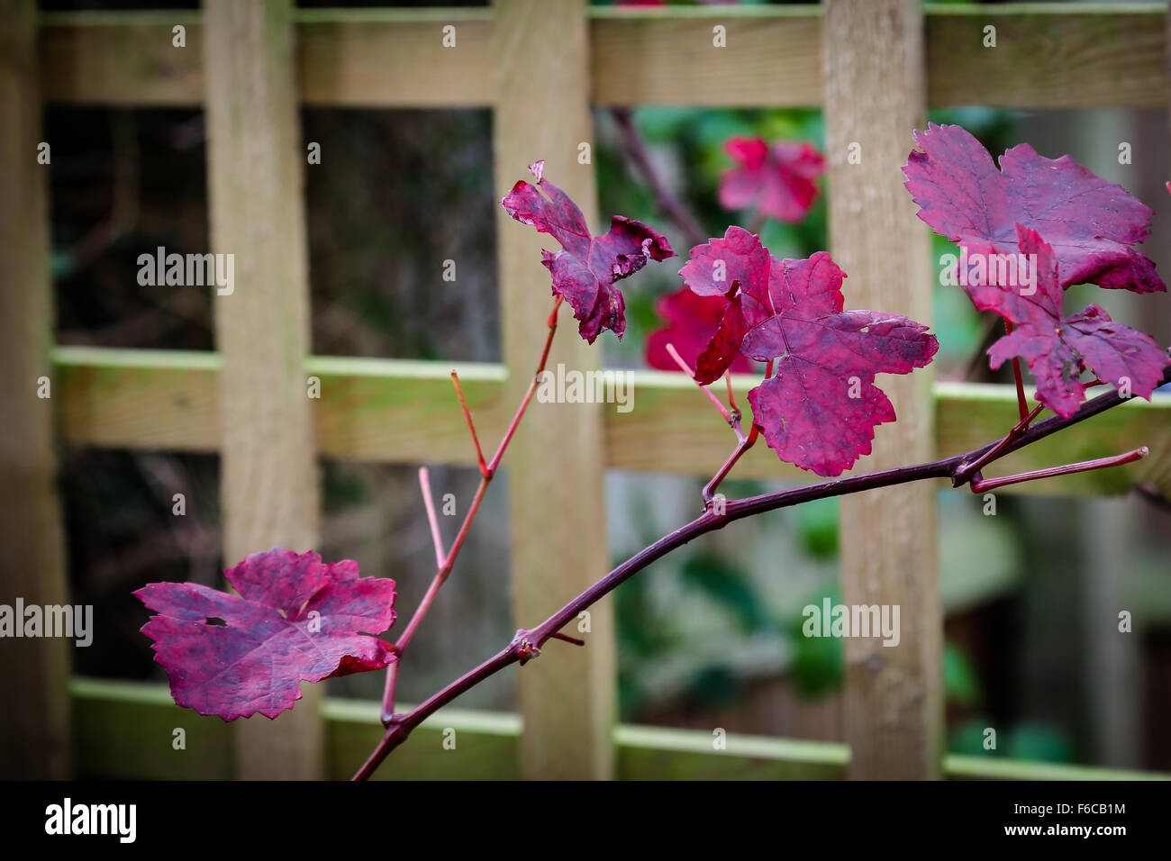 Dark red grape vine leaves growing on a trellis in winter season Stock ...
