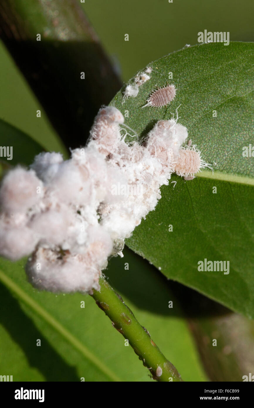 Infestation house hi-res stock photography and images - Alamy