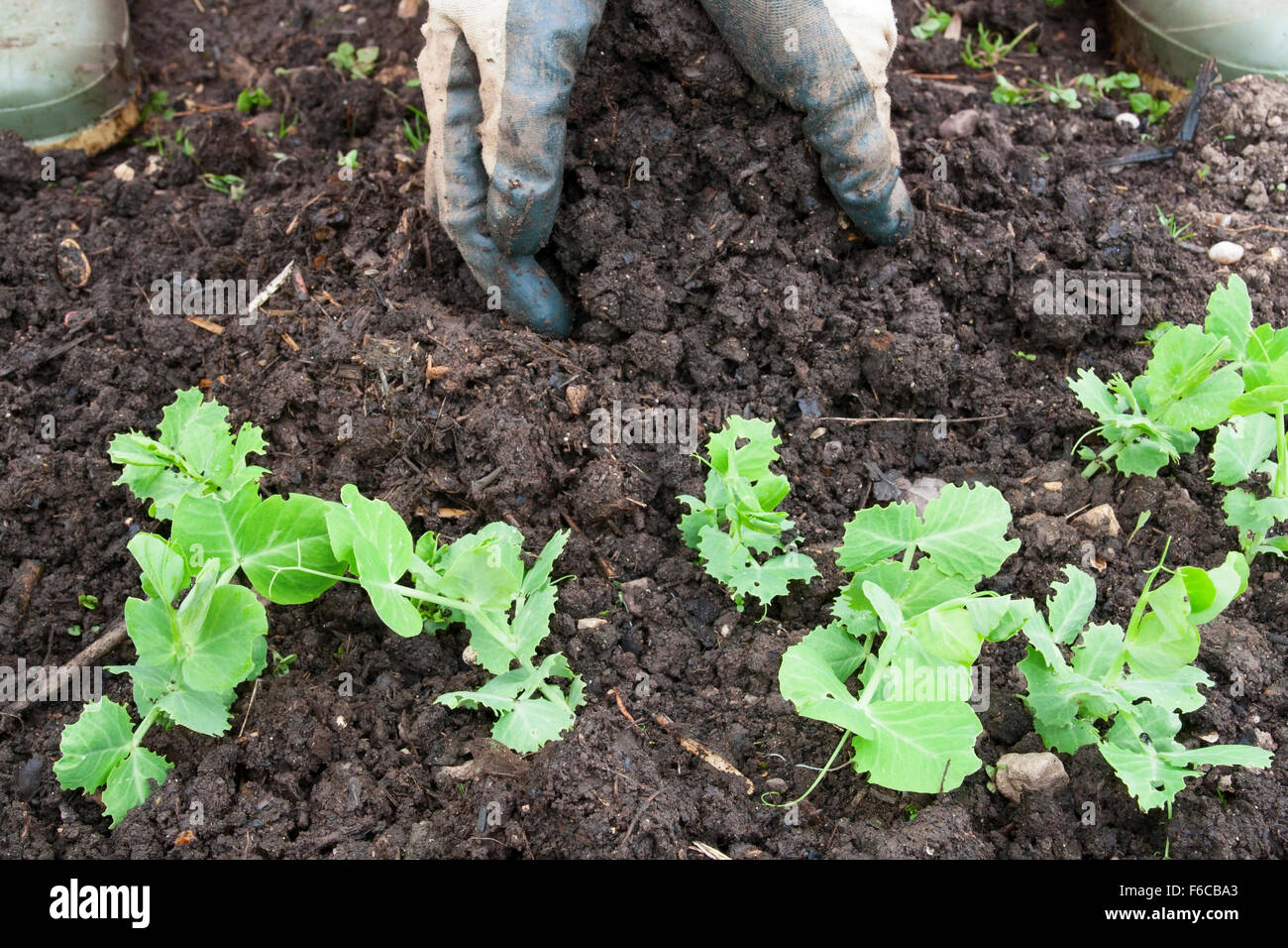 Step-by-step. Pea cultivation. Step 2 - Mulch with well rotted compost ...