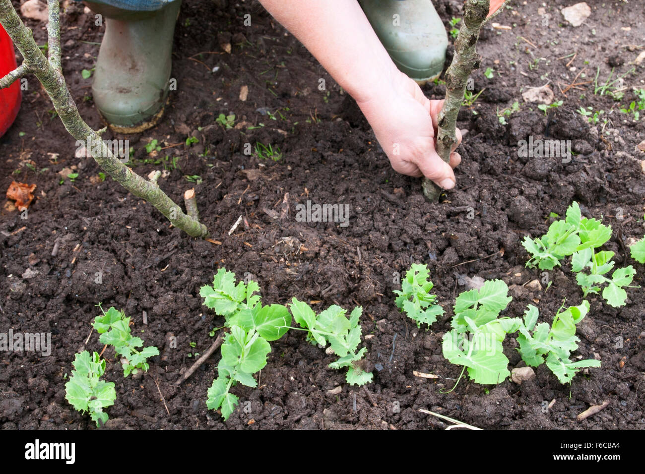 Step-by-step. Pea cultivation. Step 4 - Add pea sticks in this case ...