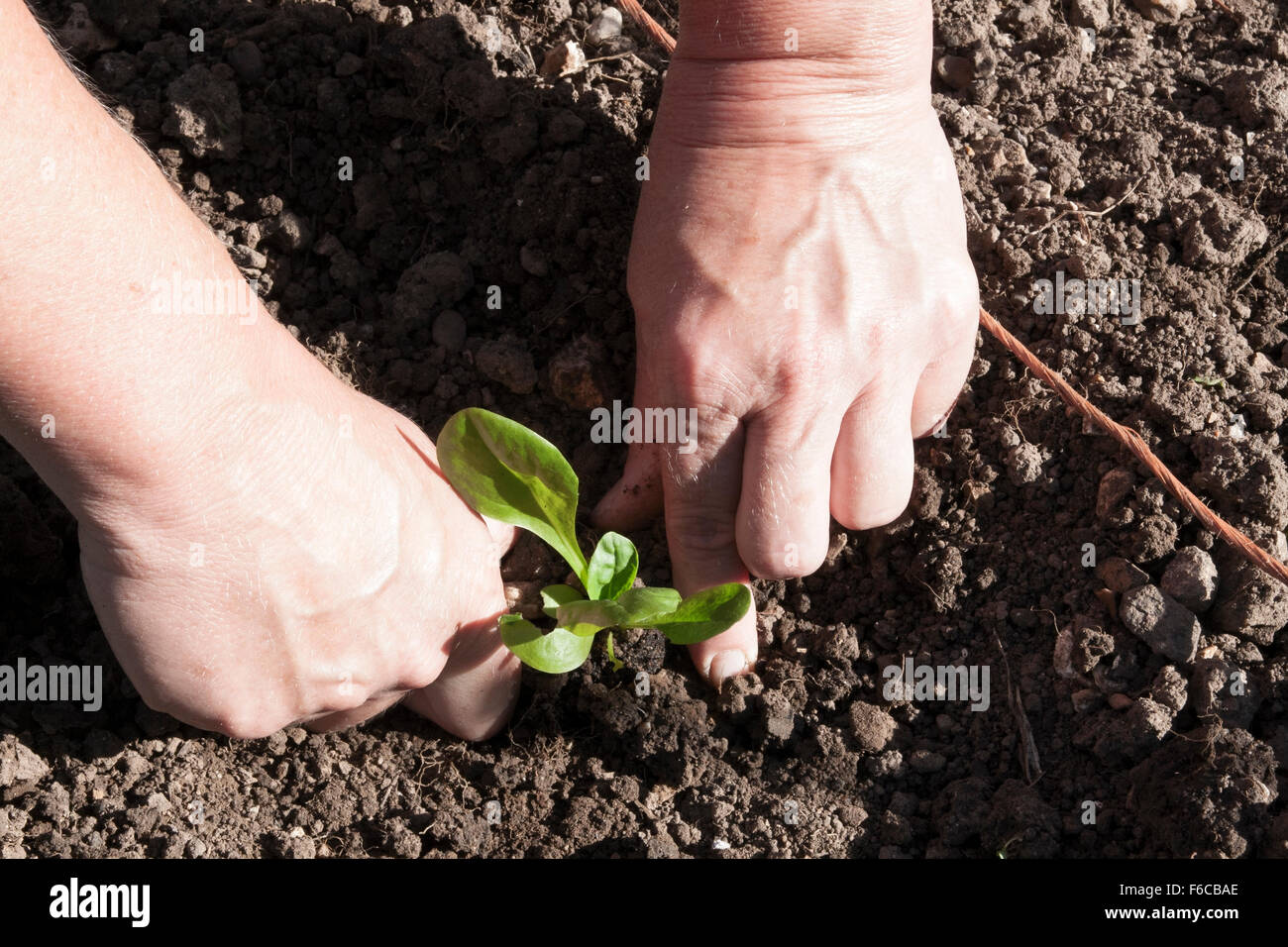 Planting out module sown raddicchio Stock Photo - Alamy