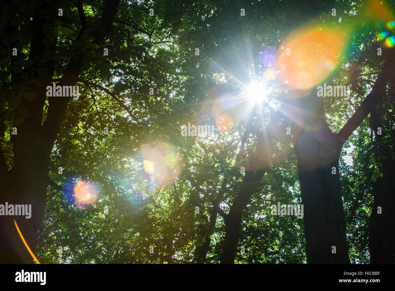 Sun rays flare through the gaps in the canopy roof, leaves and trees of ...