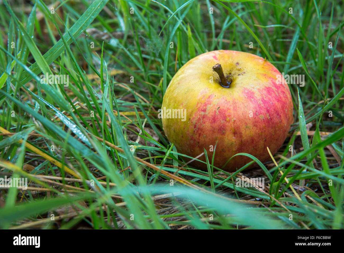 Apples fallen on the roadside and some squashed into the road Stock ...