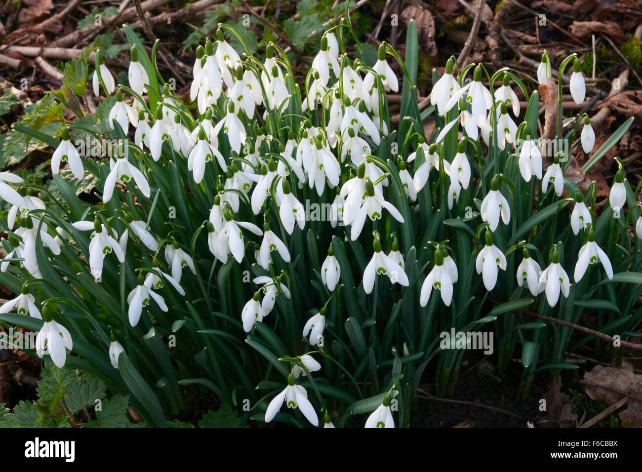 Galanthus nivalis (Snowdrop Stock Photo - Alamy