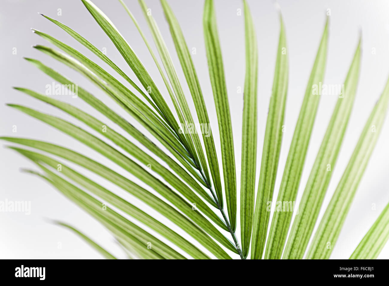 Closeup on green tropical palm tree leaf Stock Photo - Alamy
