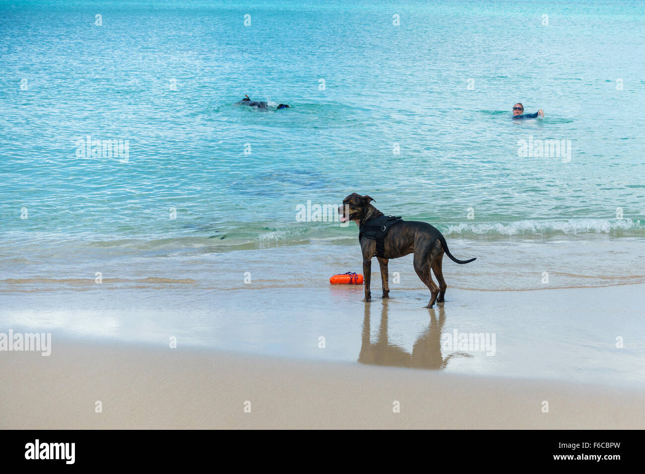 A service dog waits at the edge of the water for its master in St ...