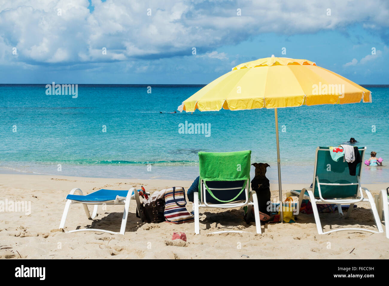 Swimmer and dog hi-res stock photography and images - Alamy