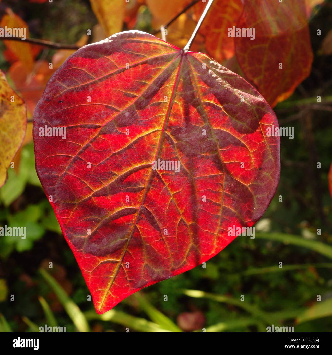 Heart shaped leaf hi-res stock photography and images - Alamy