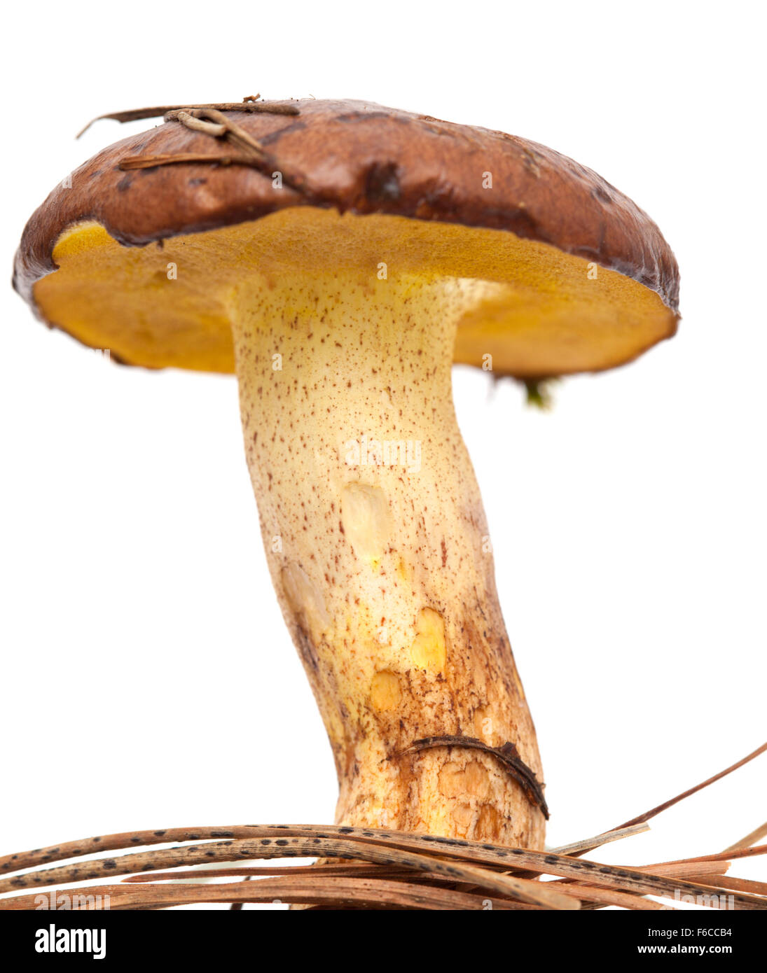 Suillus collinitus, slippery jack mushroom, isolated on white ...