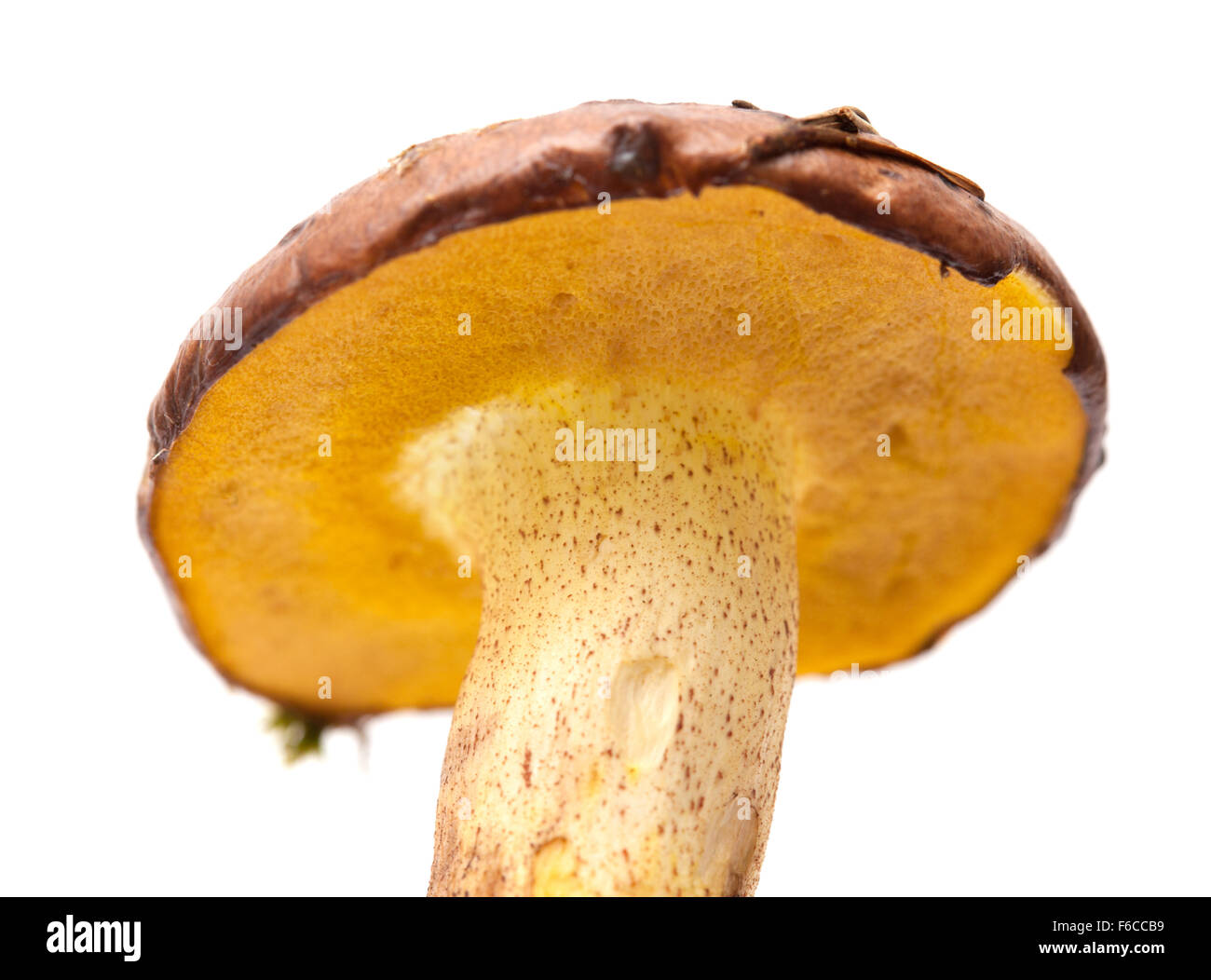 Suillus collinitus, slippery jack mushroom, isolated on white ...