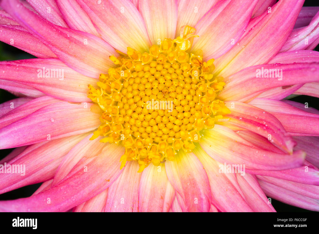 R dhalia hi-res stock photography and images - Alamy