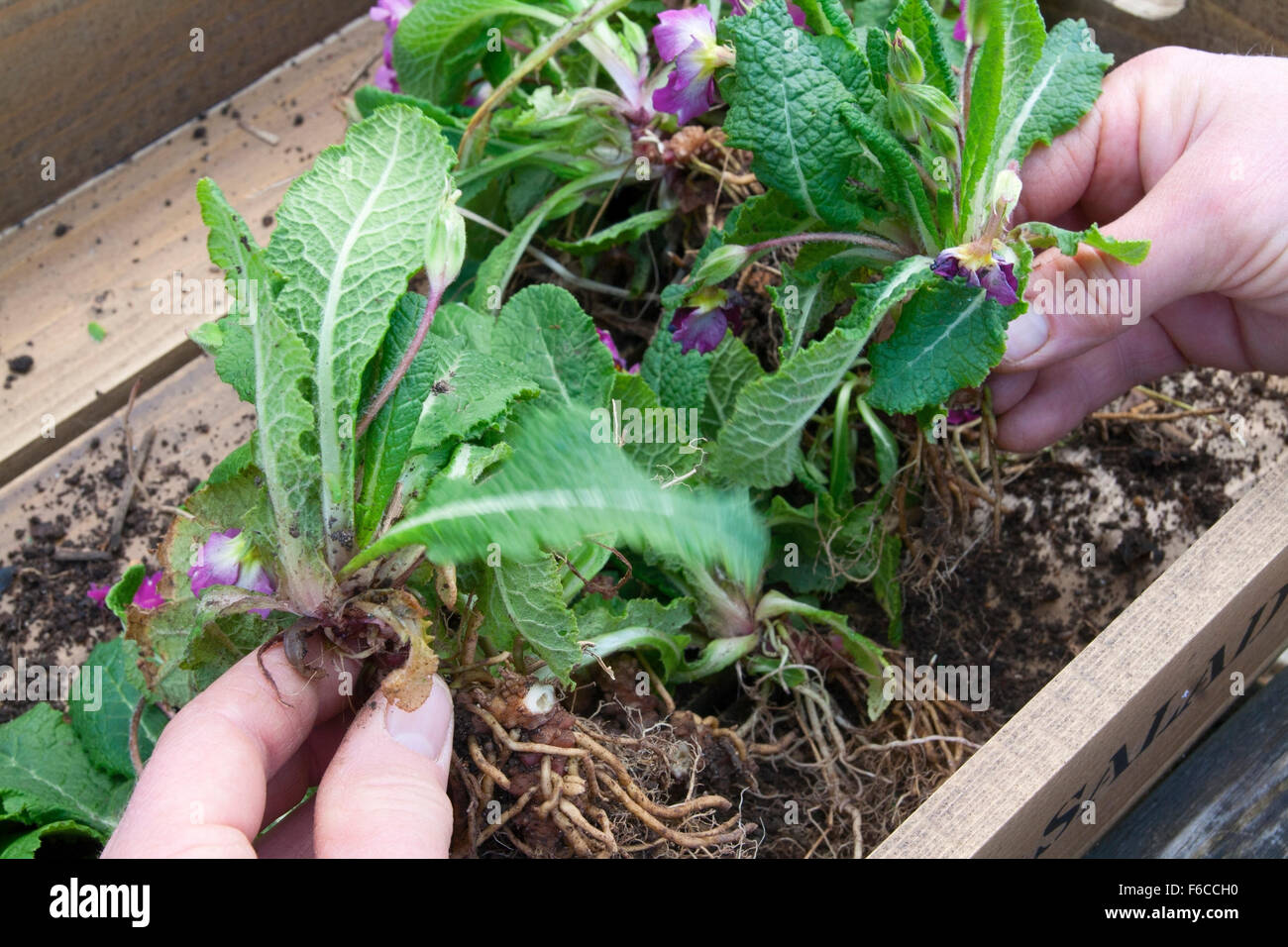 Newly divided Primula (Primrose) ready for planting out Stock Photo - Alamy