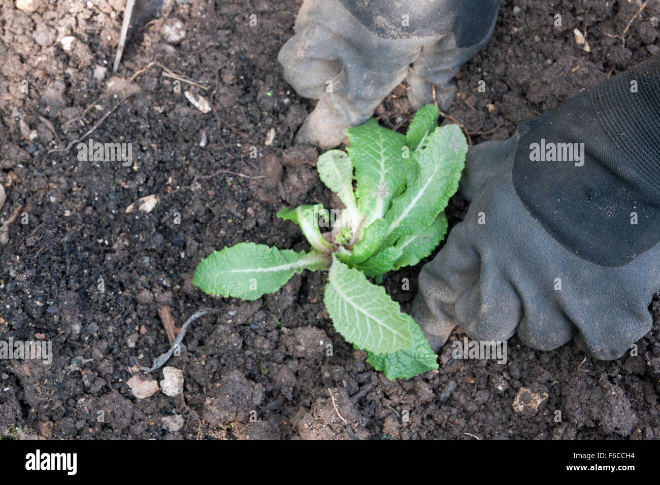 Planting a newly divided Primula (Primrose Stock Photo - Alamy