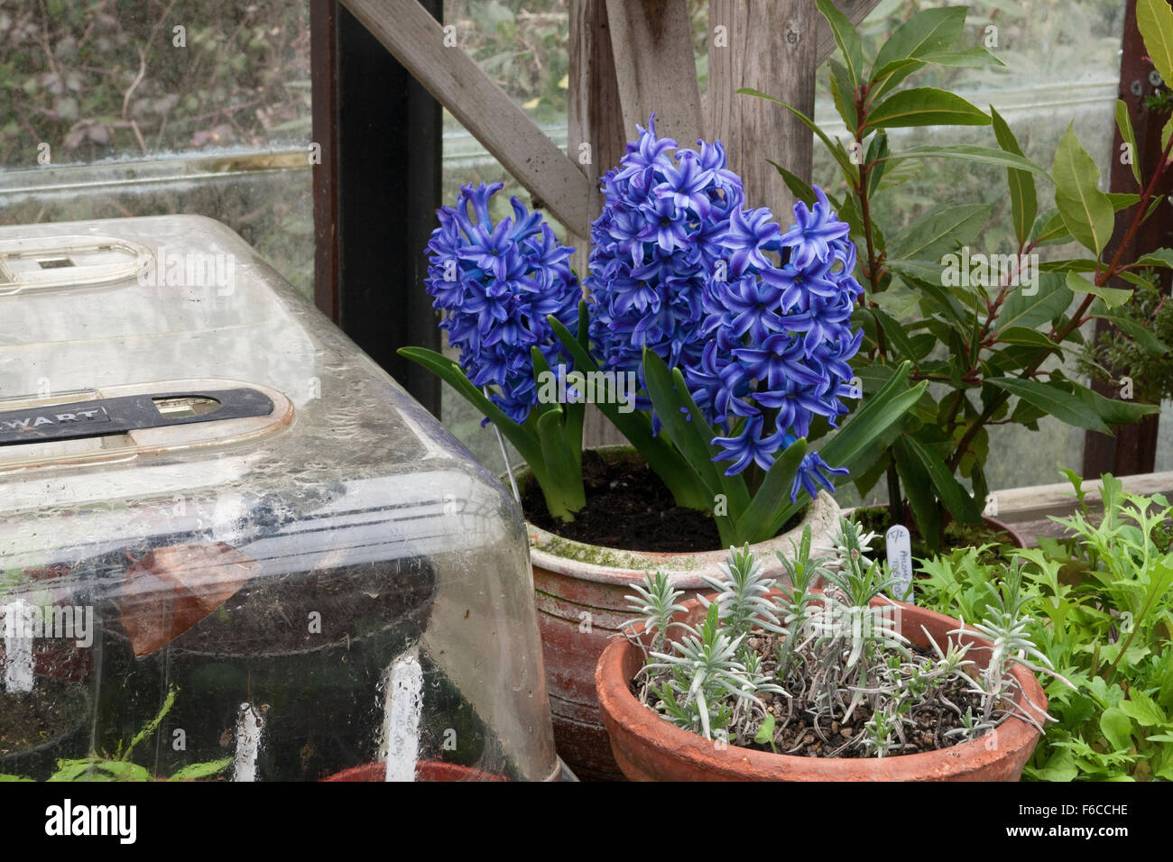 Hyacinth 'Blue Jacket' growing in a container in a greenhouse Stock ...