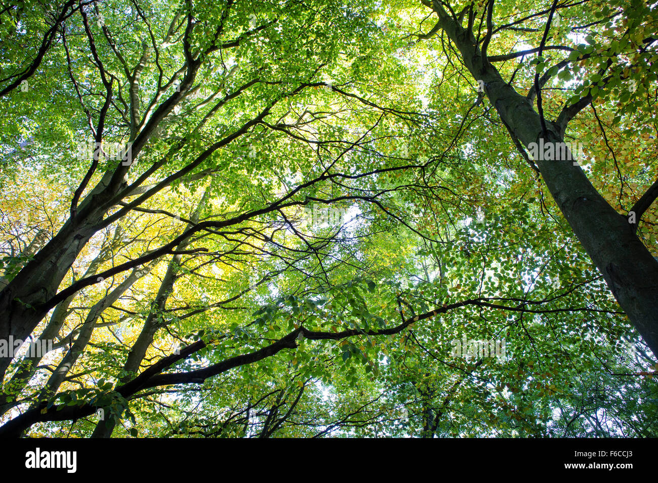 Looking up into the tree canopy of a forest with sunlight filtering ...