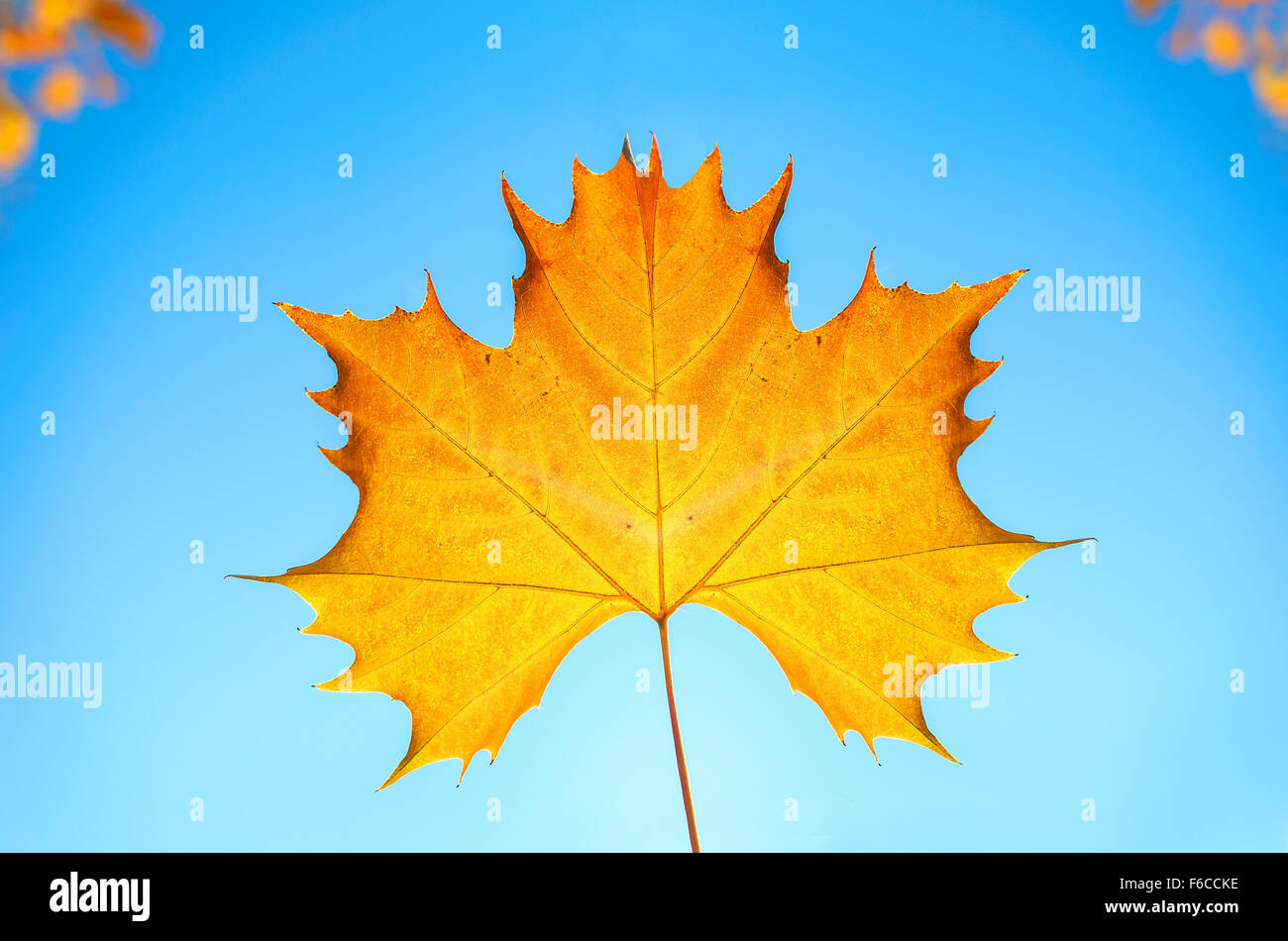 Blue maple hi-res stock photography and images - Alamy