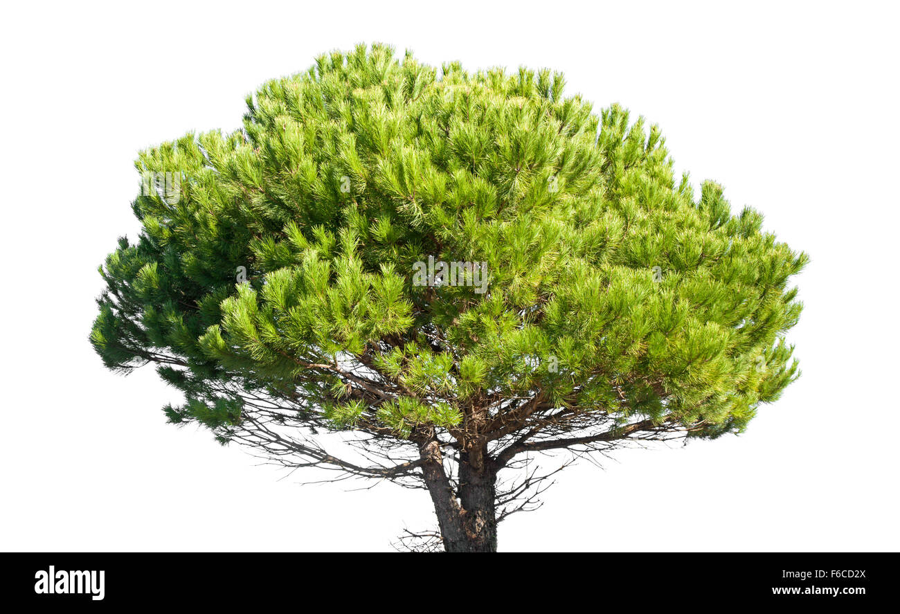 Stone Pine, Pinus Pinea, whole young tree isolated on white Stock Photo ...