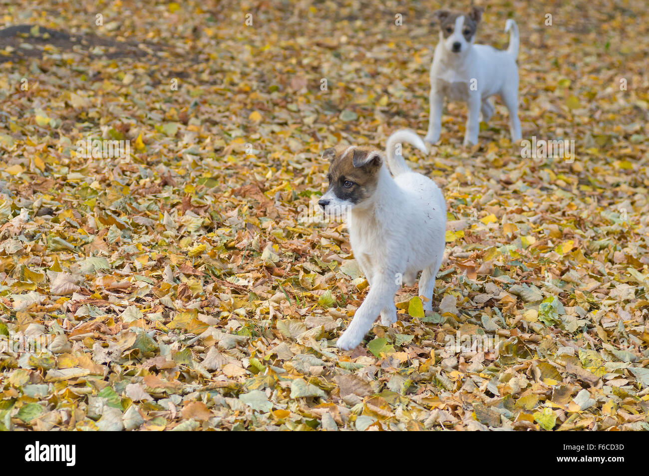 Stray puppies hi-res stock photography and images - Alamy