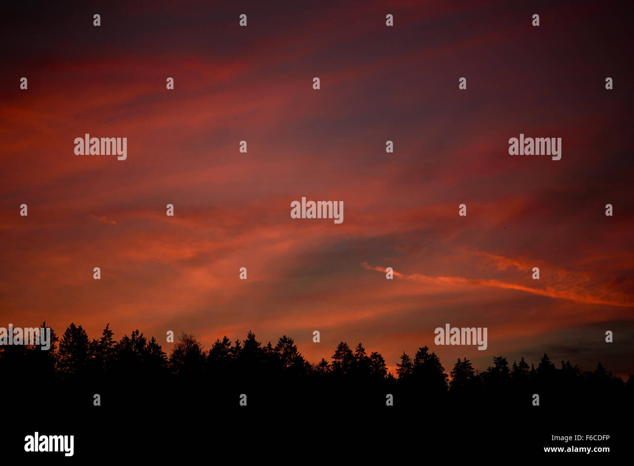 Nicolas rosa hi-res stock photography and images - Alamy