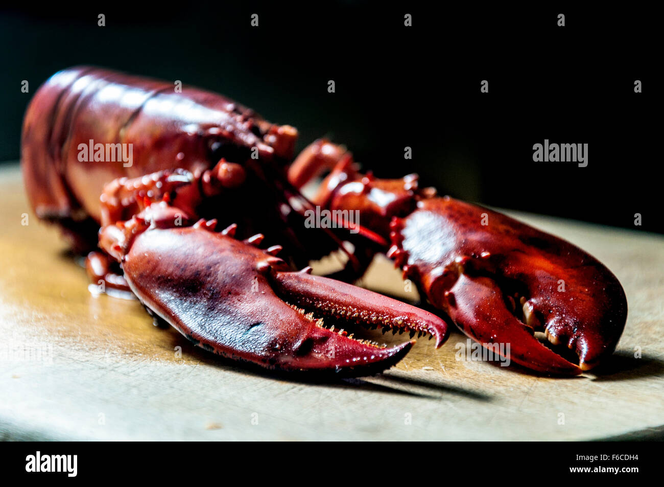 Cooked clawed lobster from north Atlantic Ocean focus on claws Stock ...