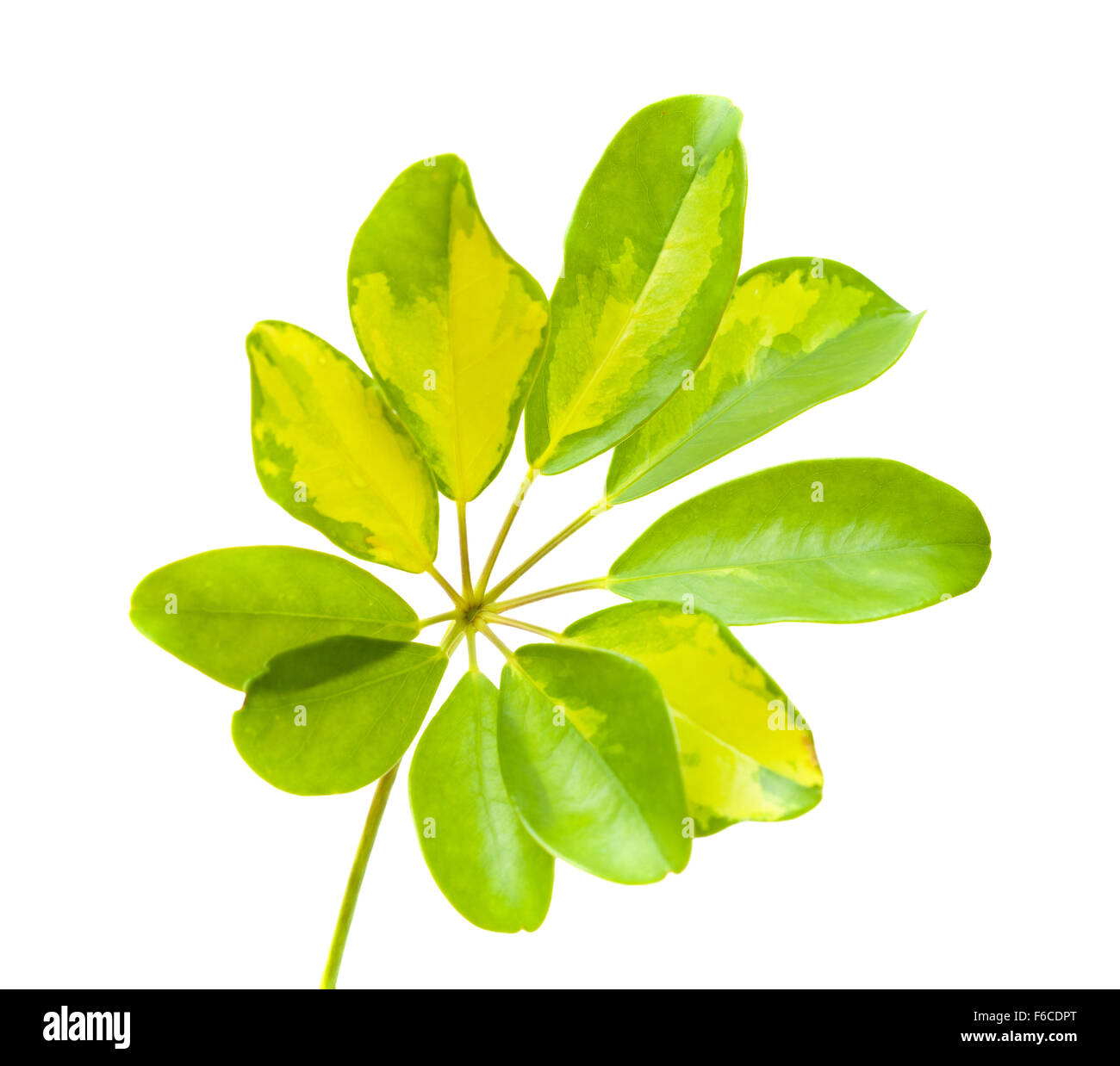 variegated leaf of Schefflera arboricola, Dwarf Umbrella Tree Stock ...