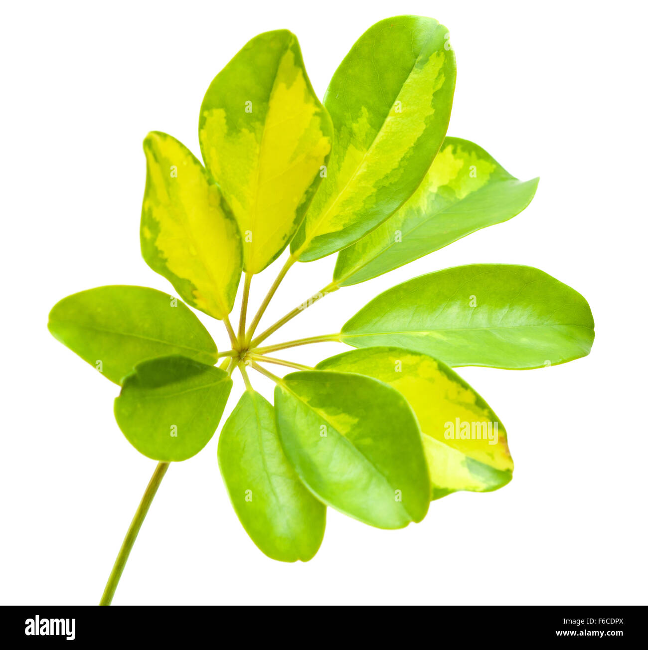 Dwarf Schefflera Schefflera Arboricola High Resolution Stock ...