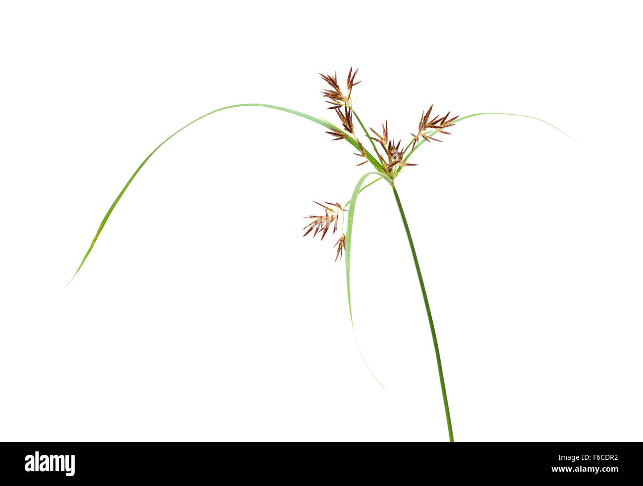 one stem of Cyperus, sedge, plant, isolated on white background Stock ...