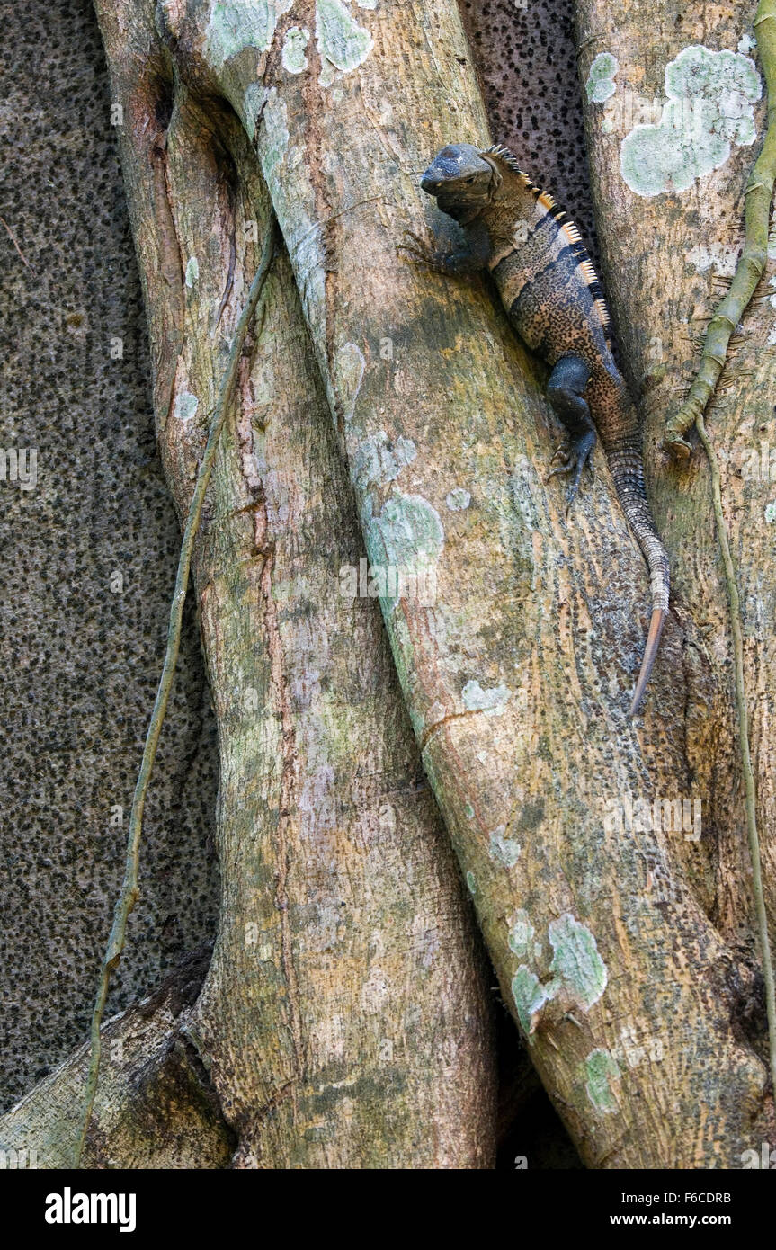 Black spiny-tailed iguana / black iguana / black ctenosaur (Ctenosaura ...