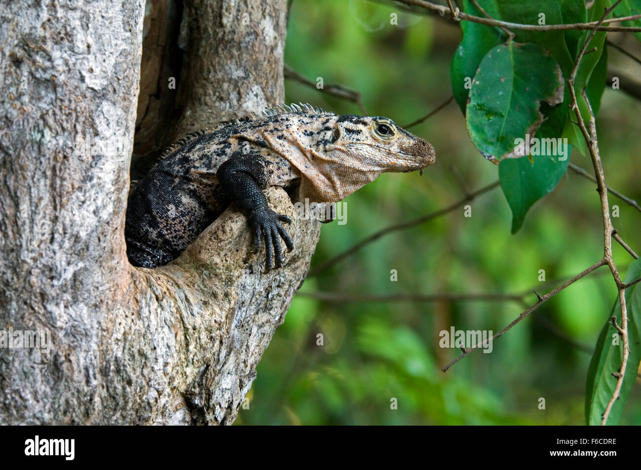 Black spiny-tailed iguana / black iguana / black ctenosaur (Ctenosaura ...