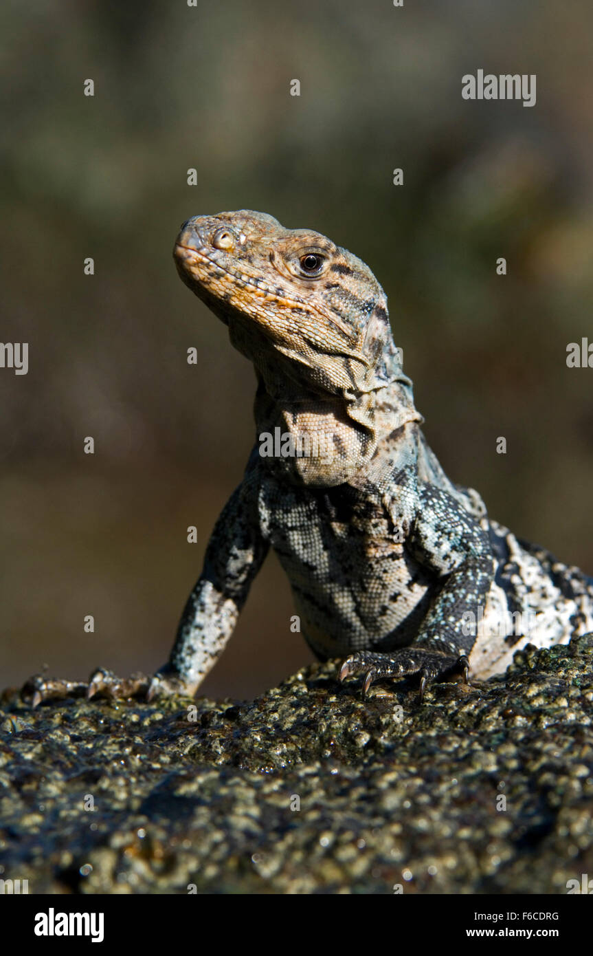 Black spiny-tailed iguana / black iguana / black ctenosaur (Ctenosaura ...