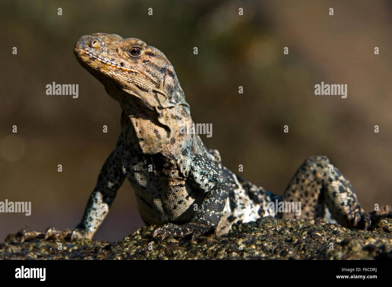 Black spiny-tailed iguana / black iguana / black ctenosaur (Ctenosaura ...