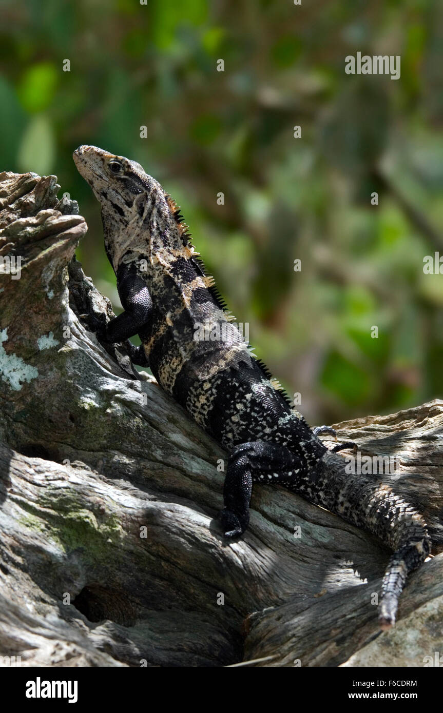 Black spiny-tailed iguana / black iguana / black ctenosaur (Ctenosaura ...