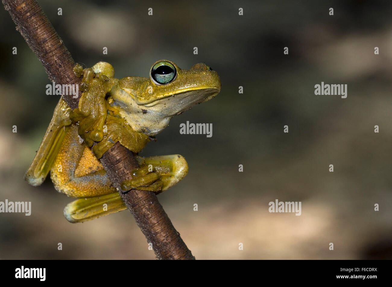 Rosenbergs gladiator tree frog hi-res stock photography and images - Alamy