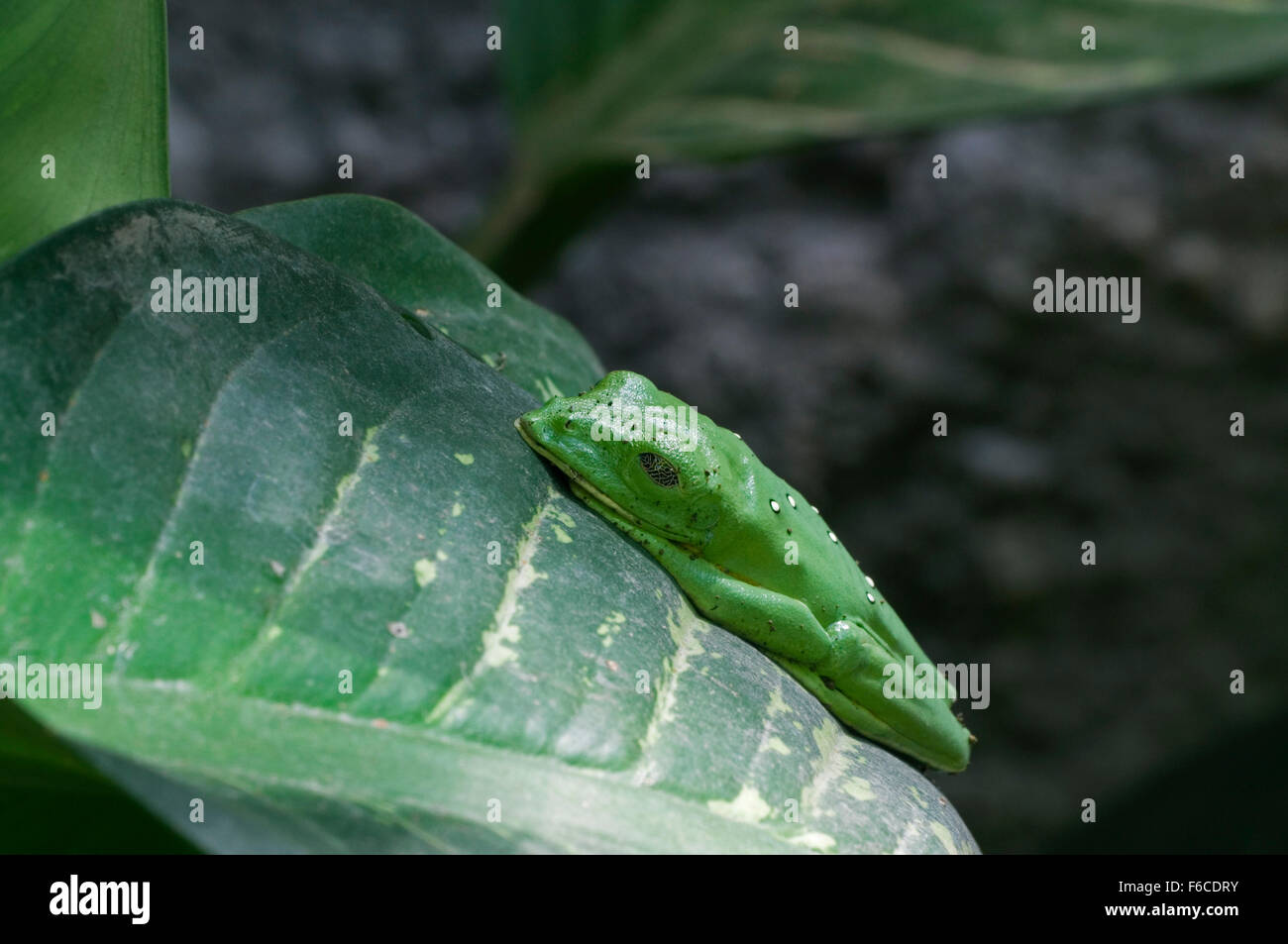 Gliding tree frog / gliding leaf frog / Spurrell's leaf frog ...