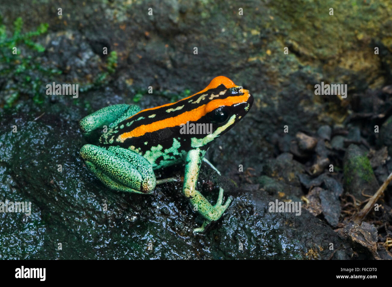 Golfo Dulcean poison dart frog / Golfodulcean poison frog (Phyllobates ...