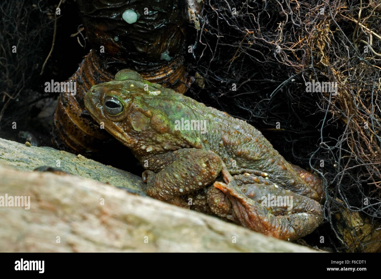 Moss toad / Evergreen toad / Green climbing toad (Incilius coniferus ...