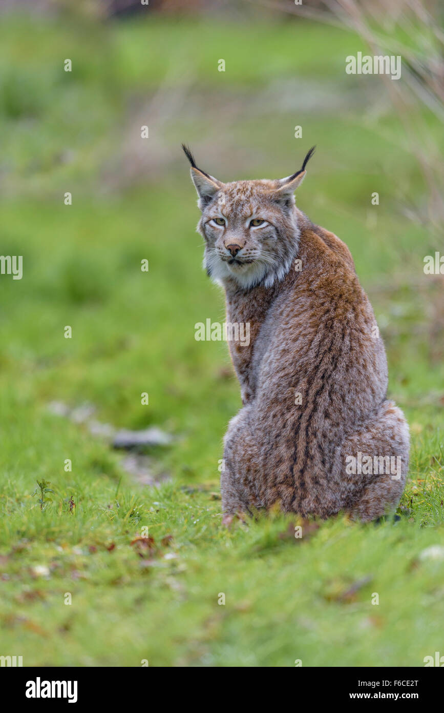 Lynx lynx hi-res stock photography and images - Alamy