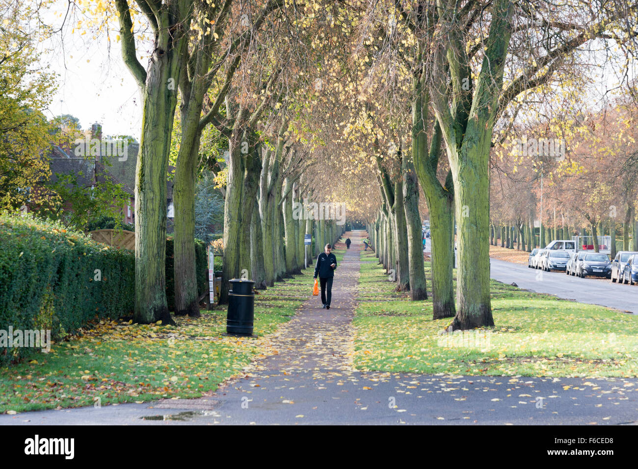 A man walking along a path lined with trees in Letchworth Garden City ...