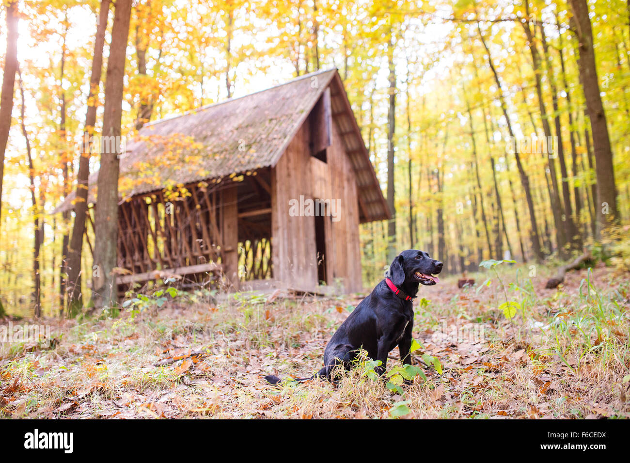 Dog in forest Stock Photo - Alamy