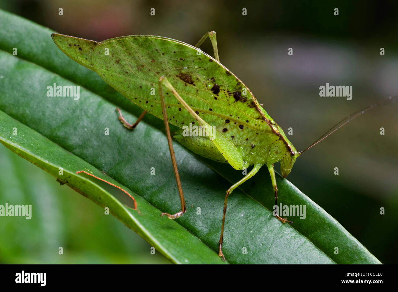 Leaf-mimic katydid (Orophus tesselatus) on leaf, Costa Rica Stock Photo ...