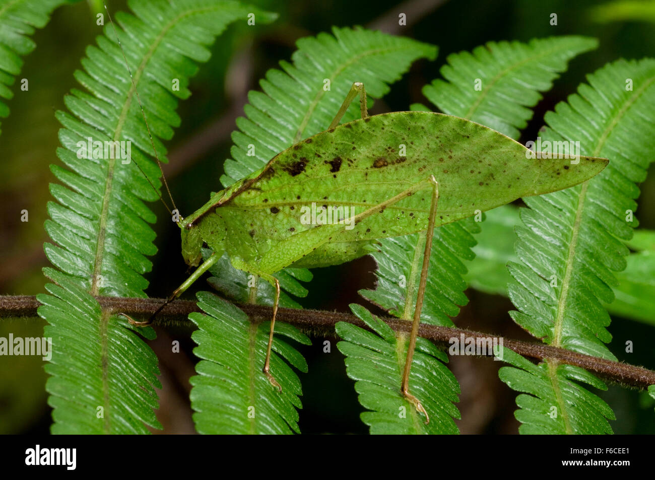 Katydid leaf mimic insect costa hi-res stock photography and images - Alamy