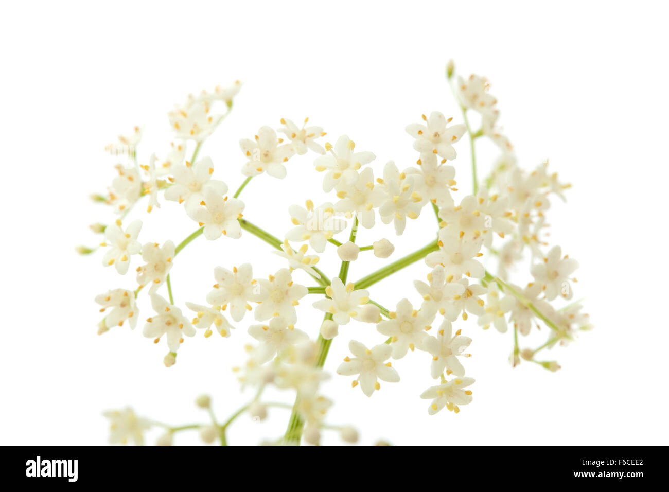 Sambucus nigra (Black Elder, European Elder; European Elderberry ...