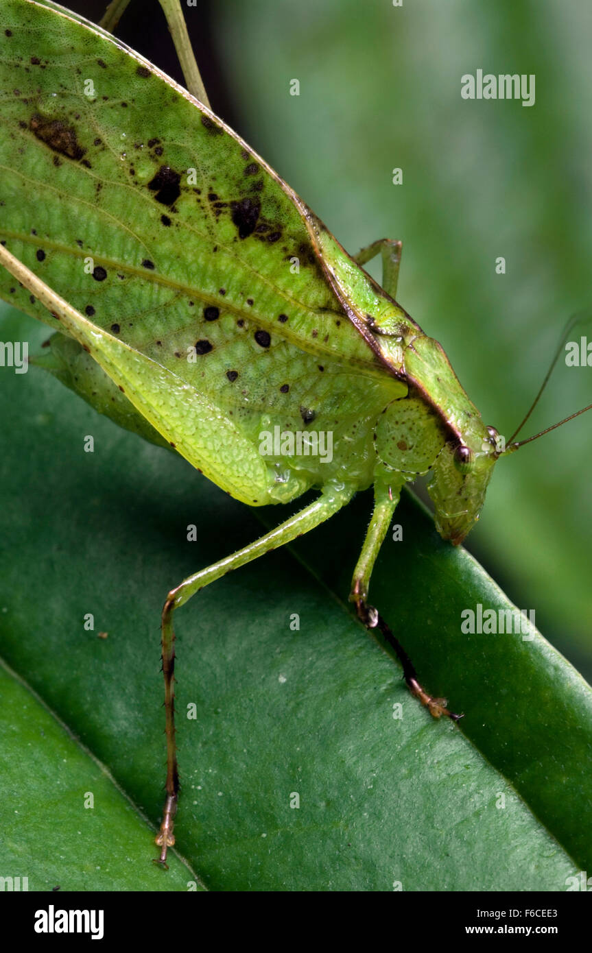 Katydid leaf mimic insect costa hi-res stock photography and images - Alamy