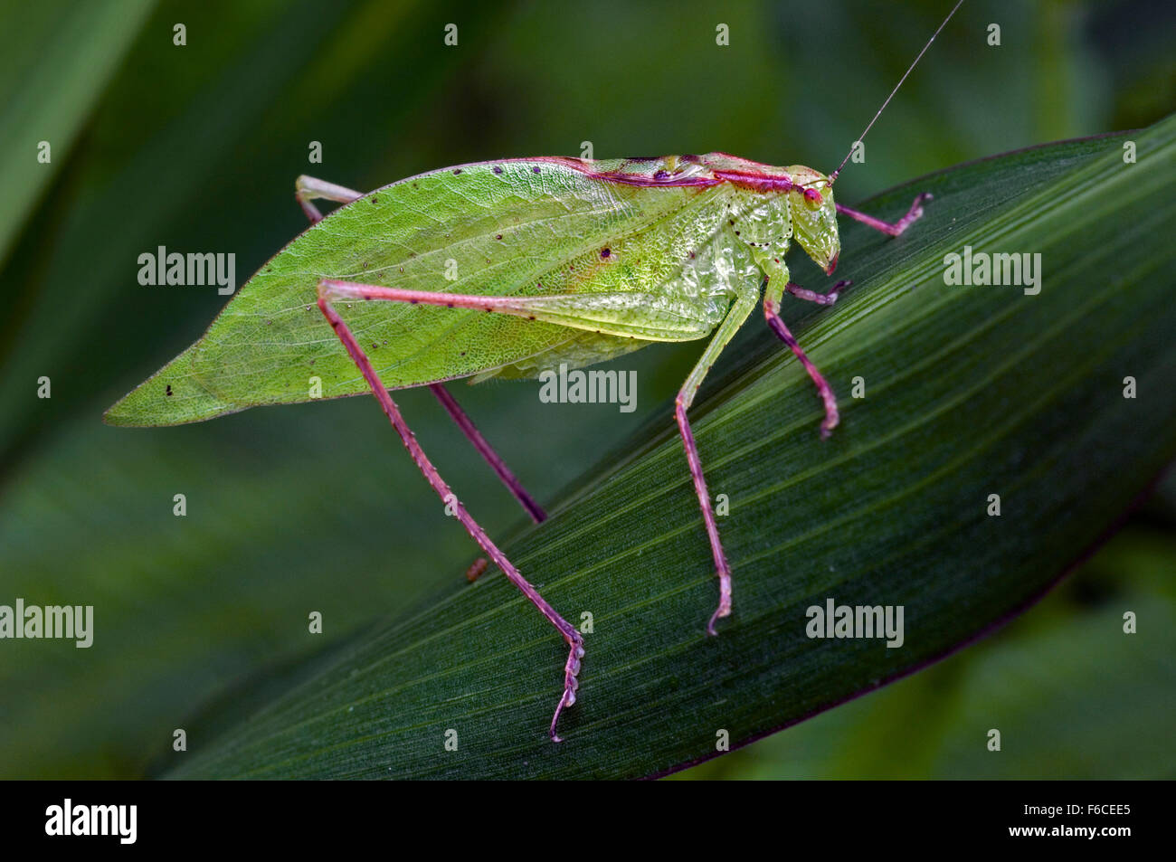 Katydid leaf mimic insect costa hi-res stock photography and images - Alamy