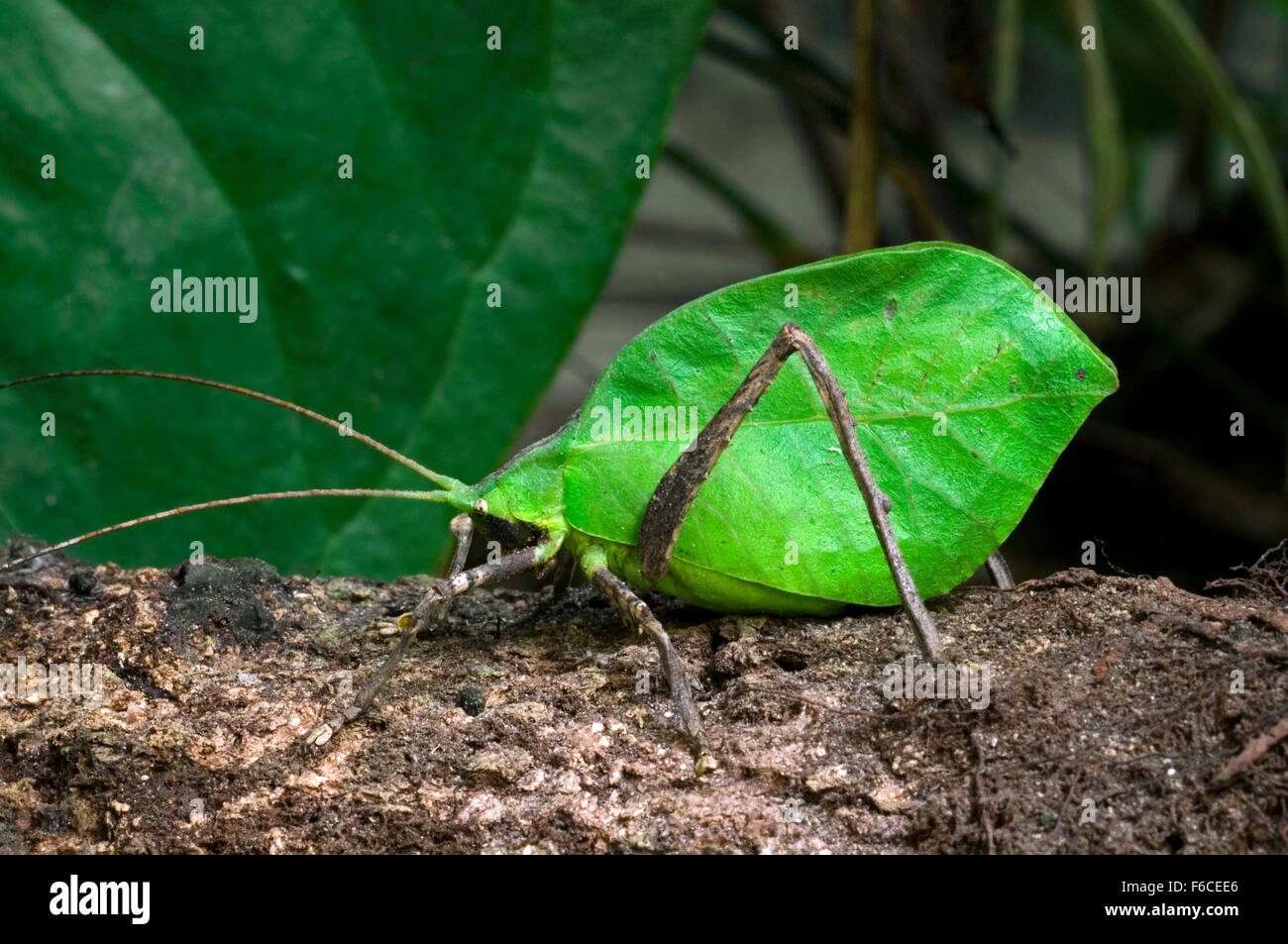 Leaf-mimic katydid in rainforest, Central America Stock Photo - Alamy
